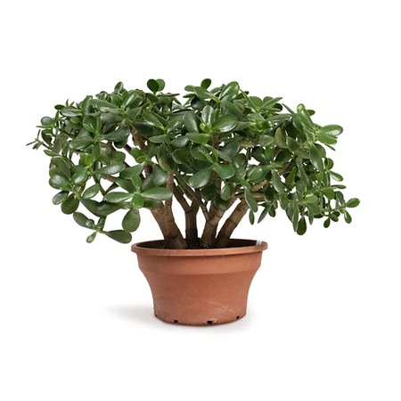 Arborele de Jad XXL, Crassula Magical Tree, 65 cm, Verdena - eMAG.ro