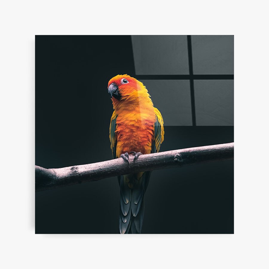 Стъклена картина, Arthub, Fire Parrot, 100x100cm - eMAG.bg