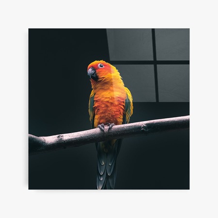 Стъклена картина, Arthub, Fire Parrot, 100x100cm - eMAG.bg