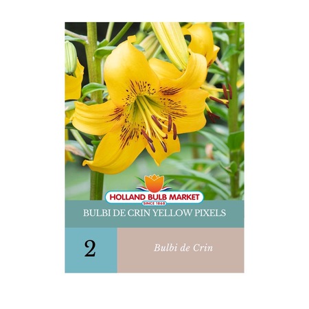 Bulbi de Crin Yellow Pixels, 2 bulbi, Holland Bulb Market - eMAG.ro