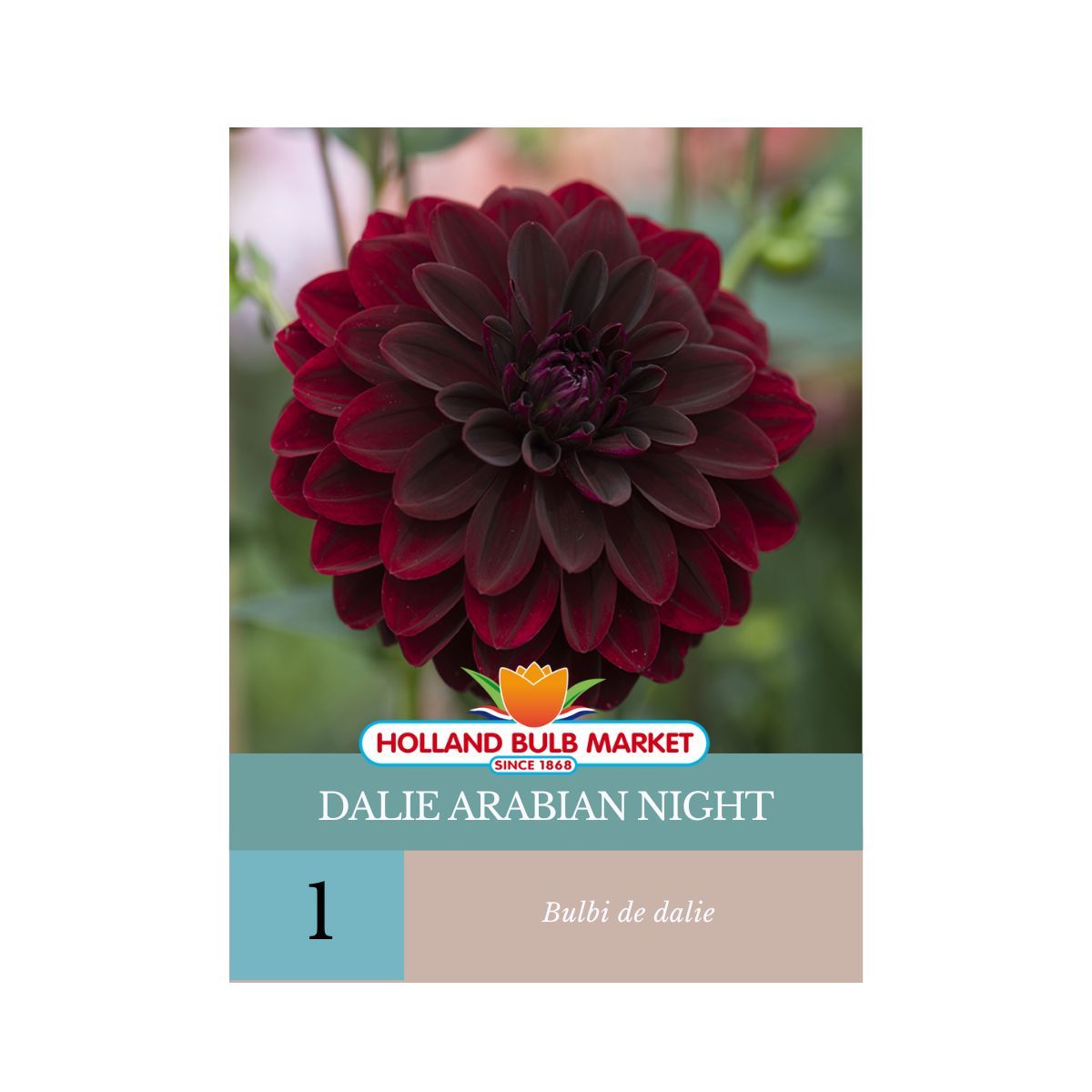 Bulbi de Dalie Arabian Night, 1 bulb, Holland Bulb Market - eMAG.ro