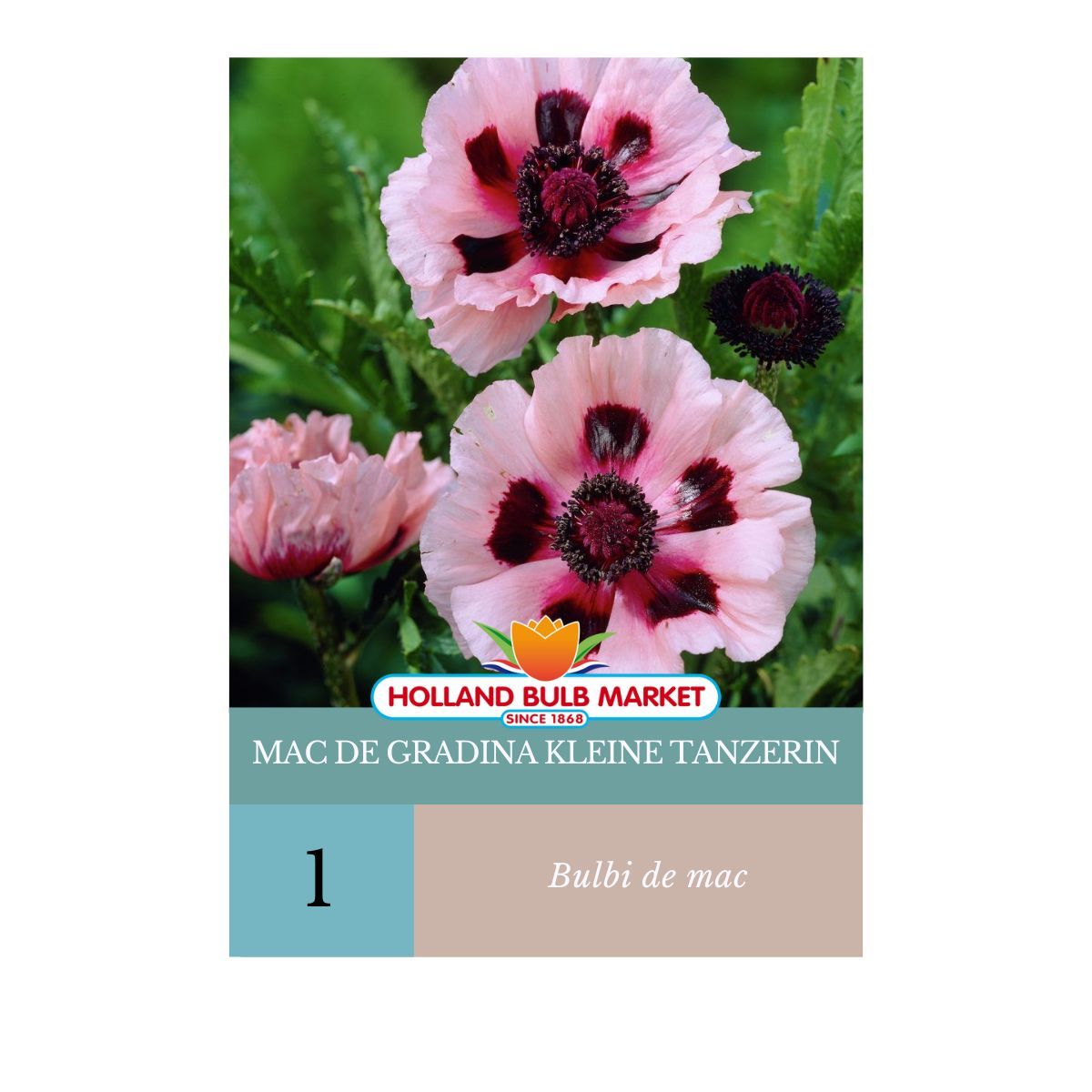 Bulbi de Mac de Gradina Kleine Tanzerin, 1 bucata, Holland Bulb Market ...