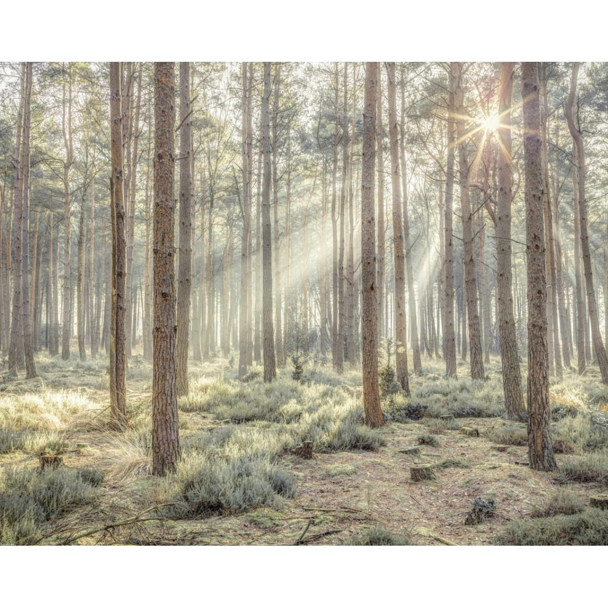 Poster perete, Zakito Posters, 76x60,5cm Padure cetoasa cu soare, Assaf ...