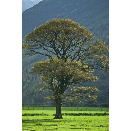 Poster perete, Zakito Posters, 20x30cm Copac in camp, Assaf Frank - eMAG.ro