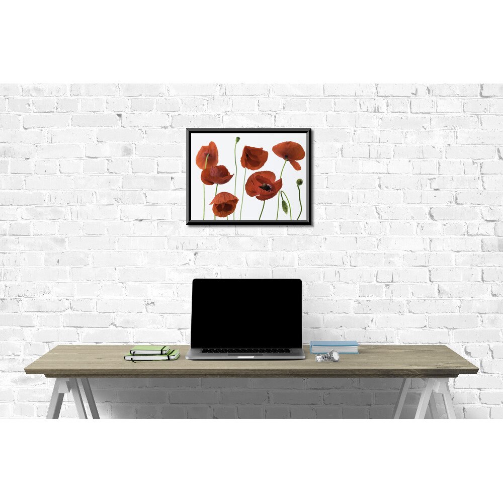 Poster perete, Zakito Posters, 40x30cm Poppies pe un fundal alb, Assaf ...