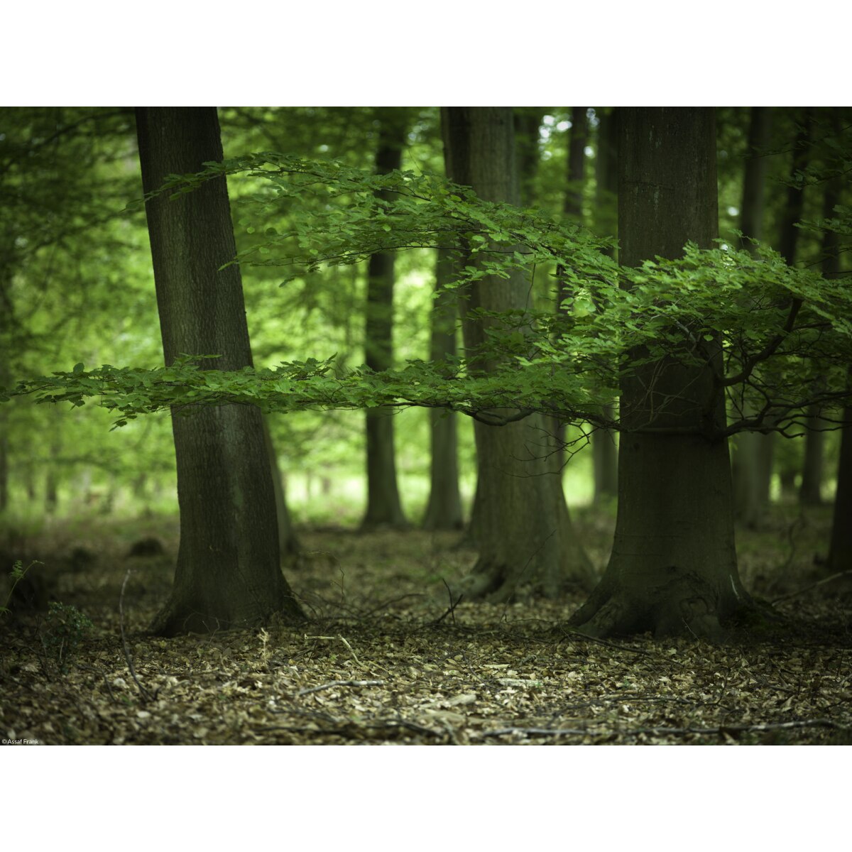 Poster perete, Zakito Posters, 40x30cm Copaci in padure primavara ...