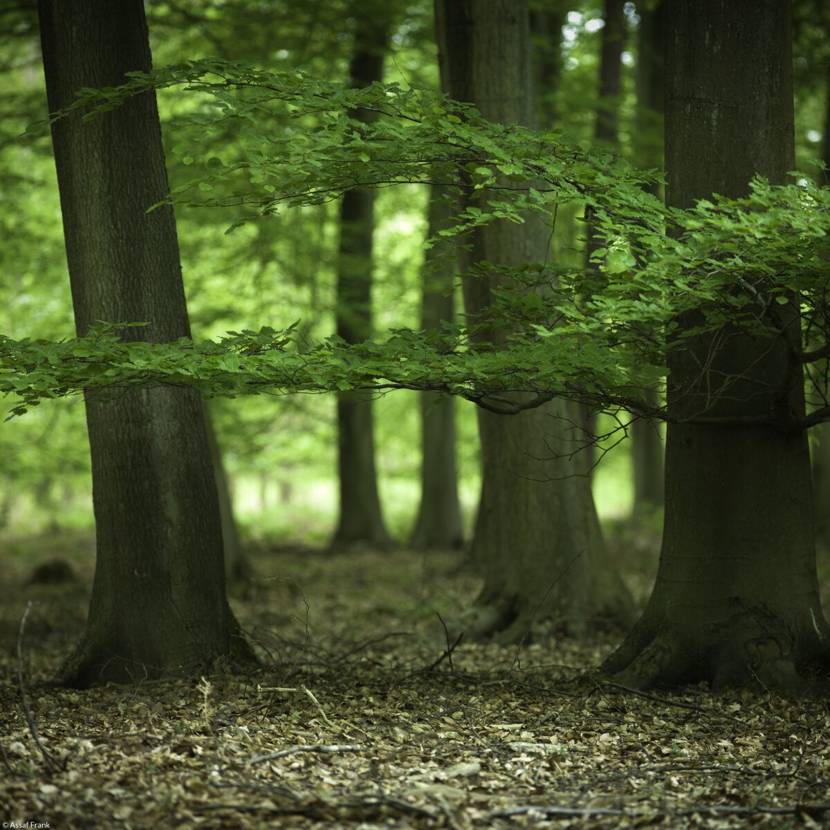 Poster perete, Zakito Posters, 30x30cm Copaci in padure primavara ...