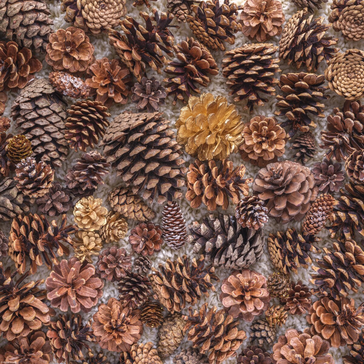 Poster perete, Zakito Posters, 40x40cm Conuri de pin, Assaf Frank - eMAG.ro