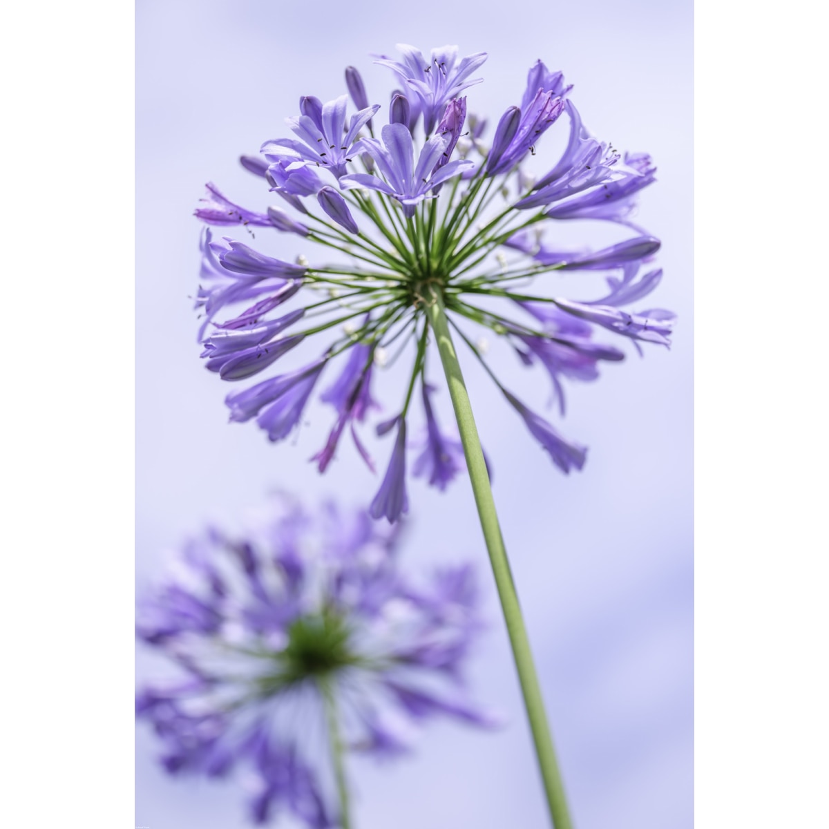 Poster perete, Zakito Posters, 67,5x100cm Flori de crin african, Assaf ...