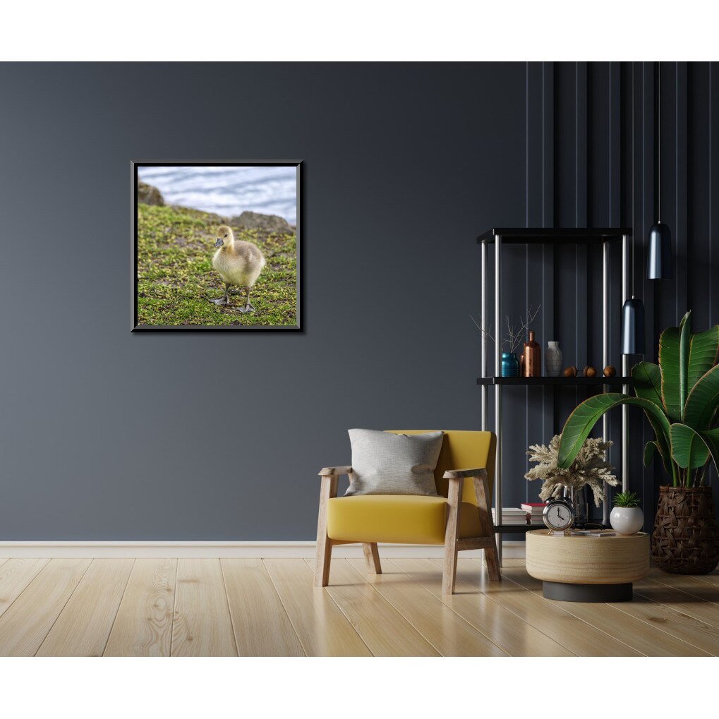 Poster perete, Zakito Posters, 90x90cm Gosling, Assaf Frank - eMAG.ro