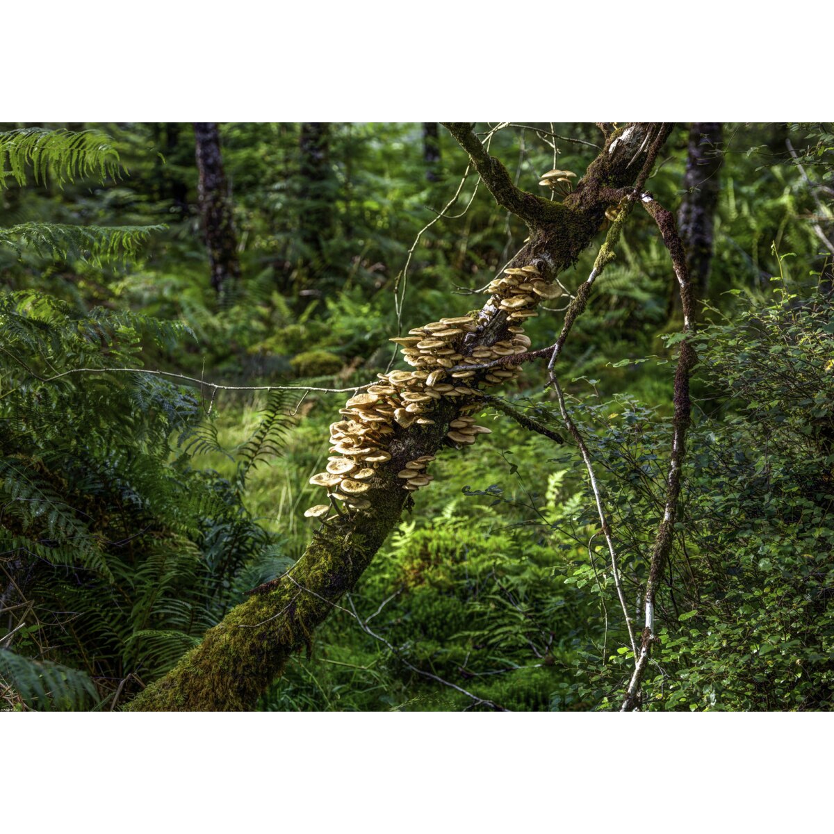 Poster perete, Zakito Posters, 84,1x59,4cm Ciuperci pe copac, Assaf ...