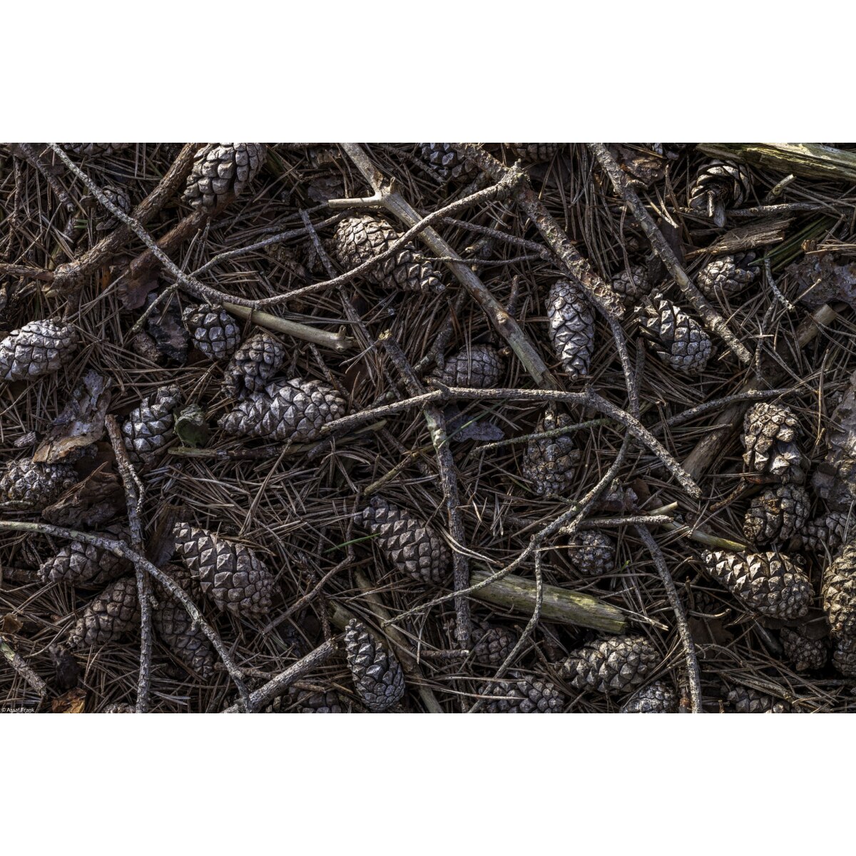 Poster perete, Zakito Posters, 45x30cm Teren de padure acoperit cu un ...