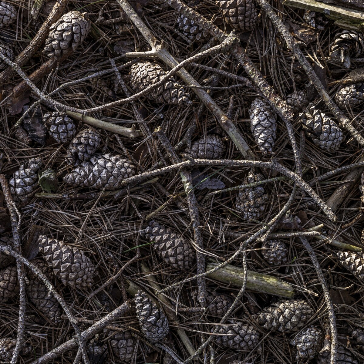 Poster perete, Zakito Posters, 40x40cm Teren de padure acoperit cu un ...