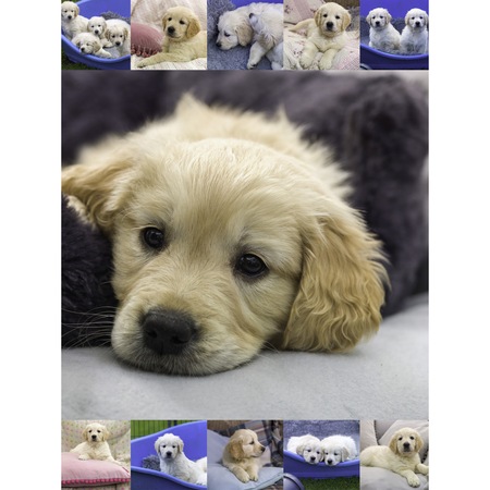 Poster perete, Zakito Posters, 60x80cm Colaj de catei draguti, Assaf ...