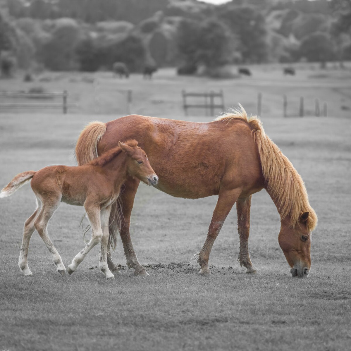 Poster perete, Zakito Posters, 70x70cm Cal cu manz, Assaf Frank - eMAG.ro