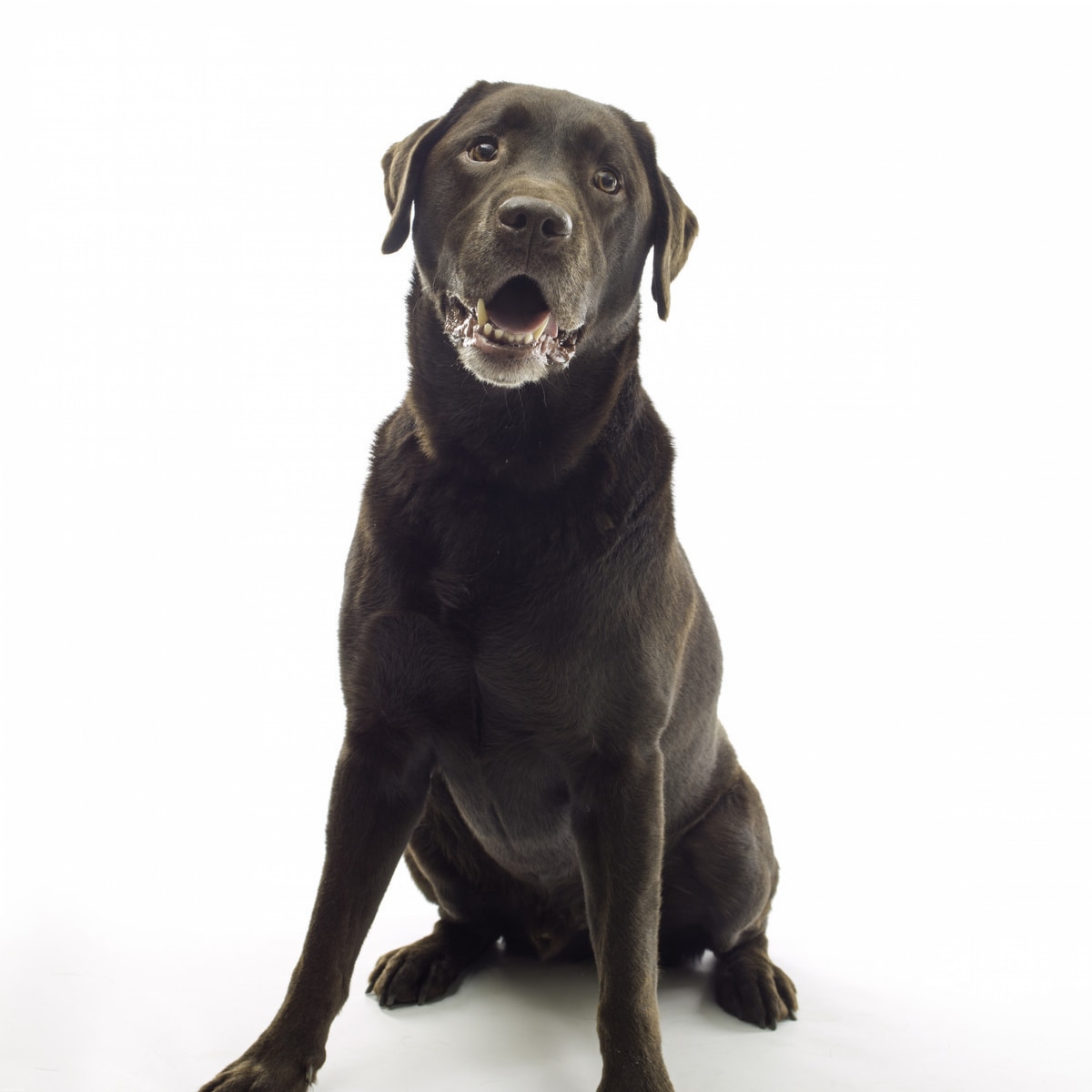 Poster perete, Zakito Posters, 80x80cm Labrador maro pe fundal alb ...