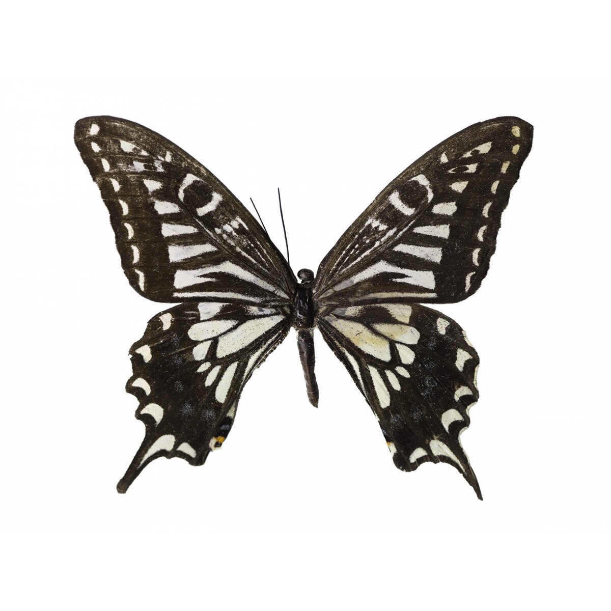 Fluture alb – tablou de perete texturat cu fluture in relief, alb, Ø30 cm