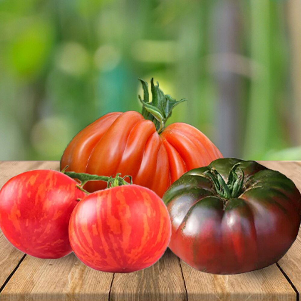 Set complet crestere seminte rosii premium, Neagra de Crimeea ...