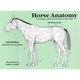 Horse Anatomy - Peter Goody - eMAG.ro