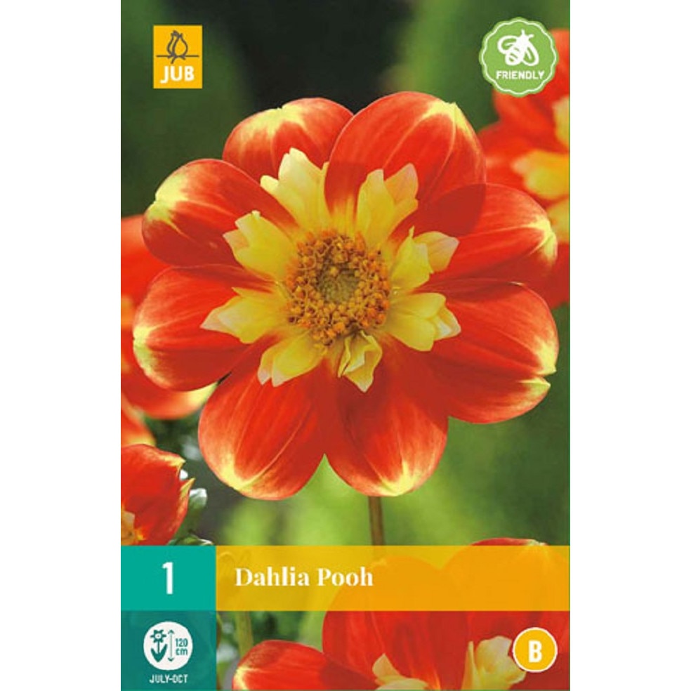 Bulbi, Dalii Pooh, Jub Holland, 1 buc - eMAG.ro