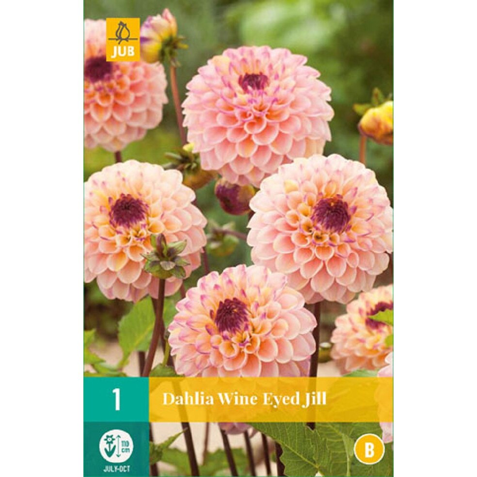 Bulbi, Dalii Wine Eyed Jill, Jub Holland, 1 buc - eMAG.ro