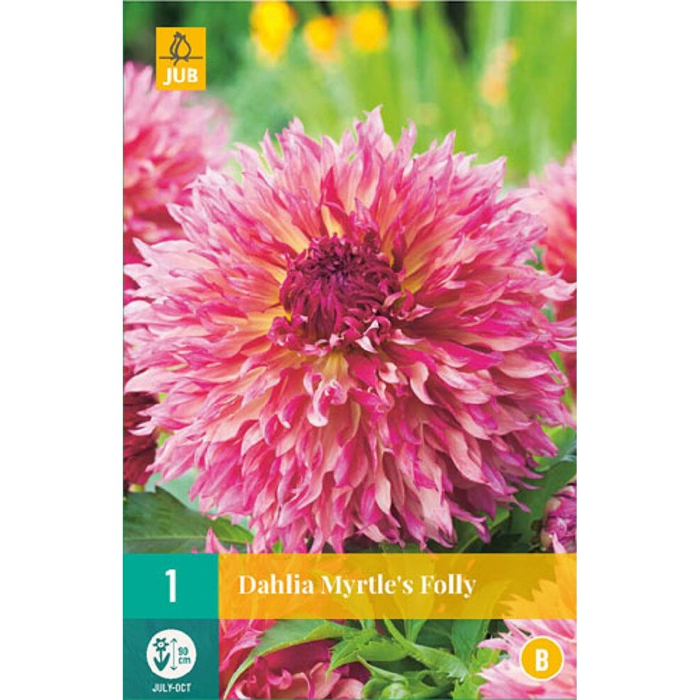 Bulbi, Dalii Myrtle's Folly, Jub Holland, 1 buc - eMAG.ro