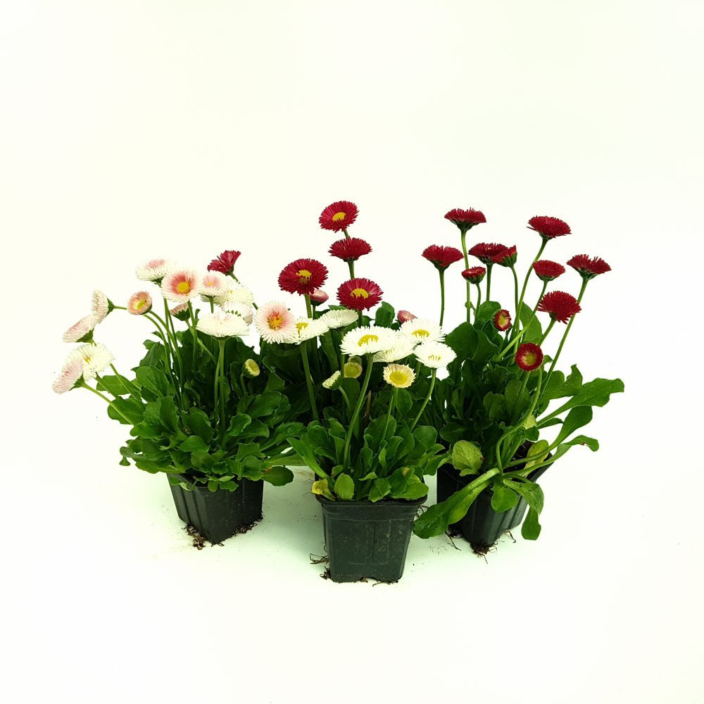 Bellis Perennis la ghiveci, 10 cm Gradina cu Arome Srl - eMAG.ro