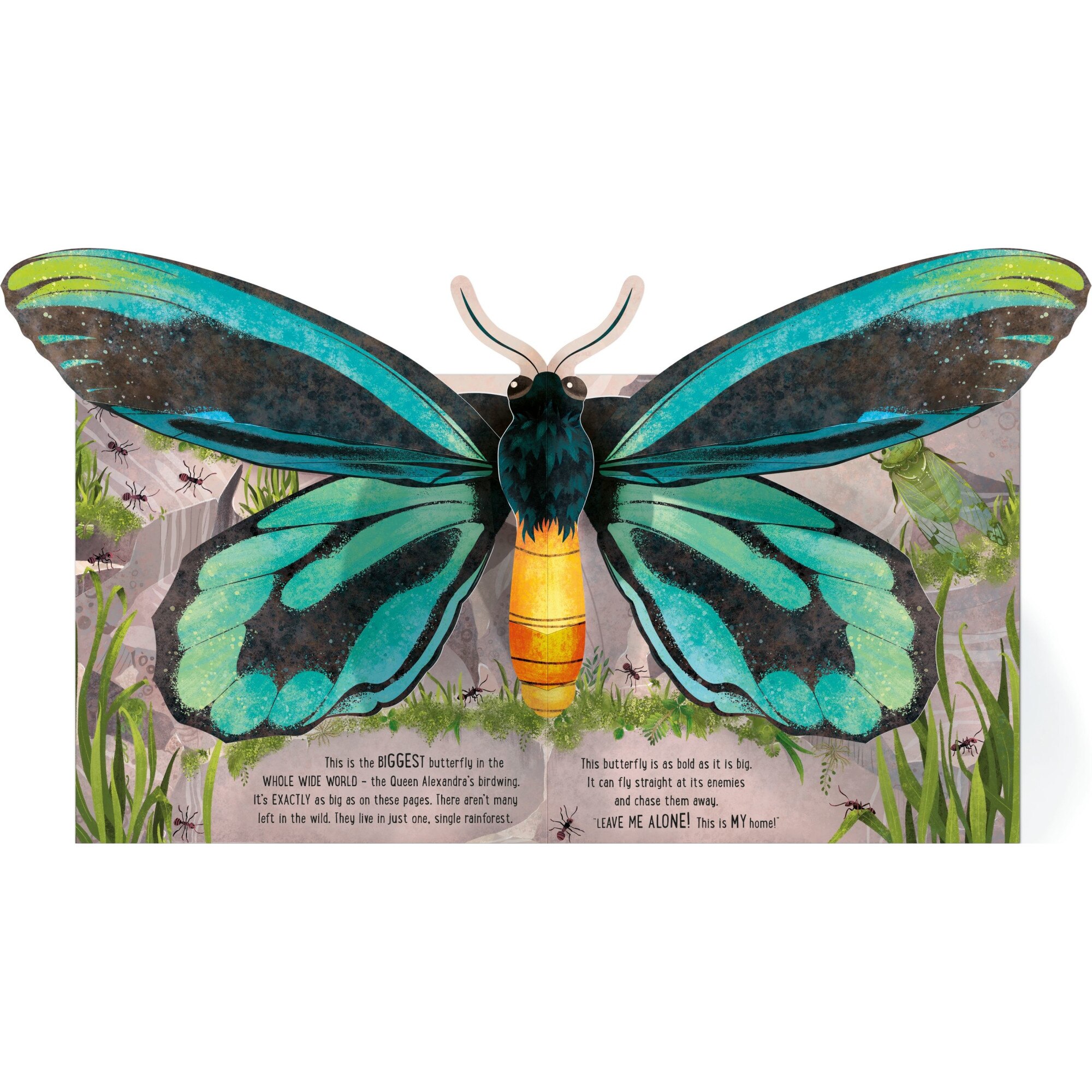 Carte de tip Pop up, Butterflies, Usborne - eMAG.ro