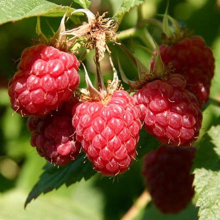 Zmeur Willamette - eMAG.ro