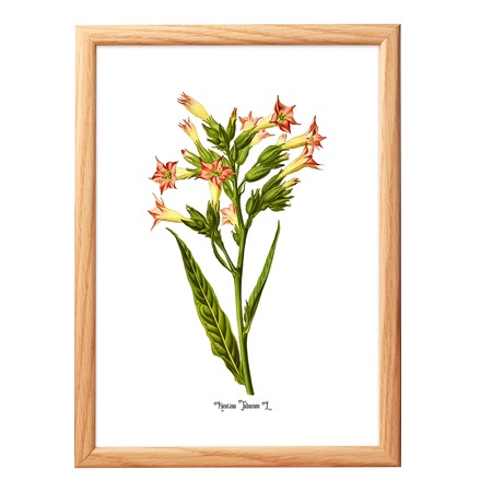 Pachet cadou: Tablou TABAC, print desen botanic vintage, cu o ...