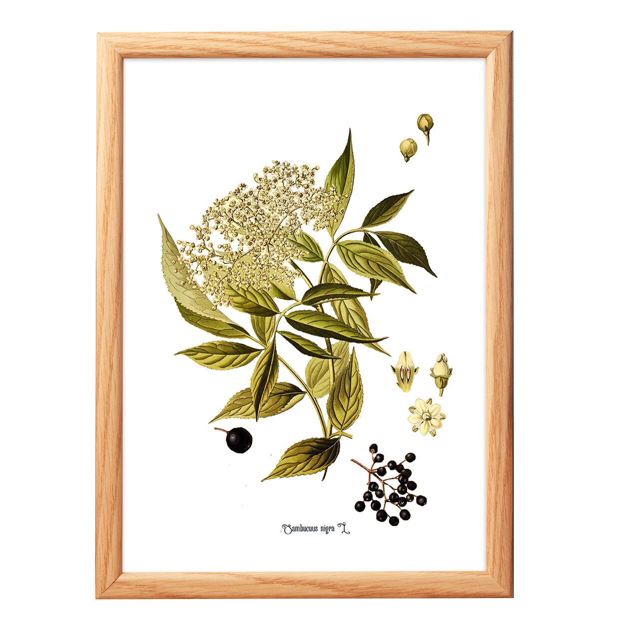 Pachet cadou: Tablou modern SOC, print desen botanic vintage, cu o ...