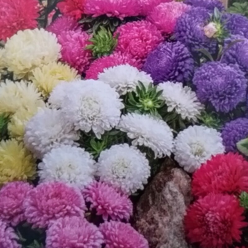 Seminte mix de aster Pnos, 0.8 g - eMAG.ro