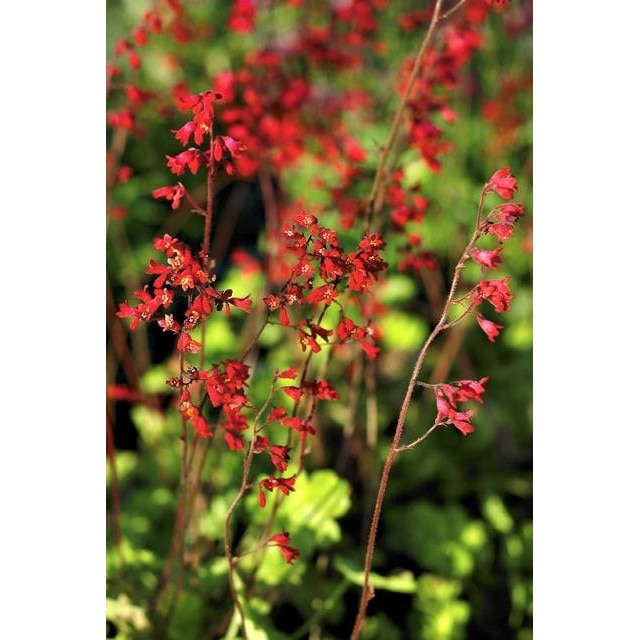 Seminte de merisoare Pnos, 0.1 g - eMAG.ro