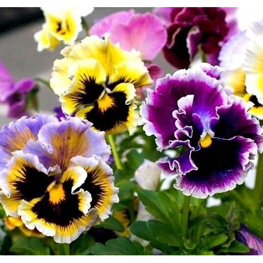 Seminte de panselute, PNOS, 0.3 kg - eMAG.ro