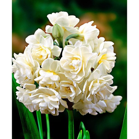 Bulbi narcise de vara Bakker "Erlicheer" albe 5 bucati - eMAG.ro