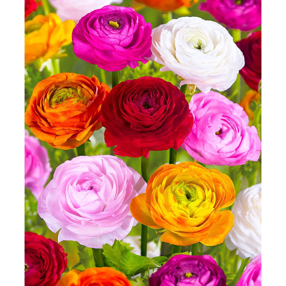 Bulbi Ranunculus Bakker multicolor 50 bucati - eMAG.ro