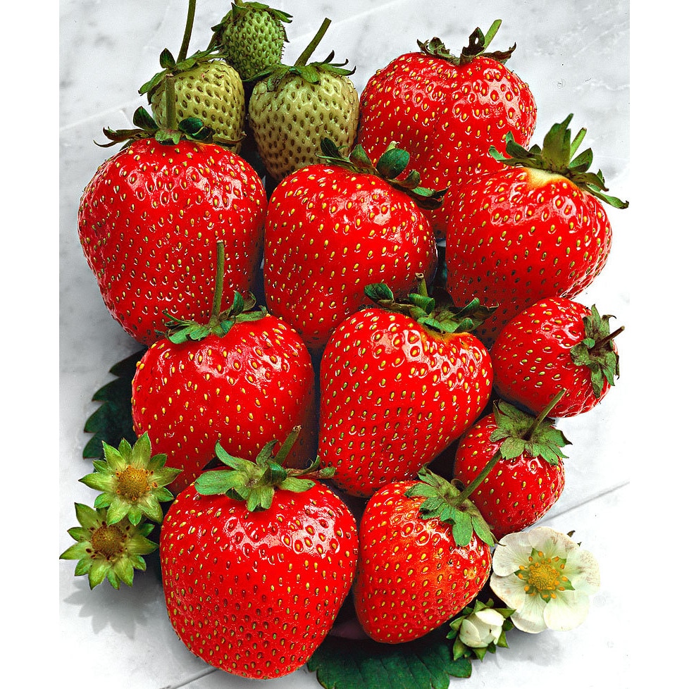 Stoloni capsuni Bakker "Ostara" rosii 25 bucati - eMAG.ro