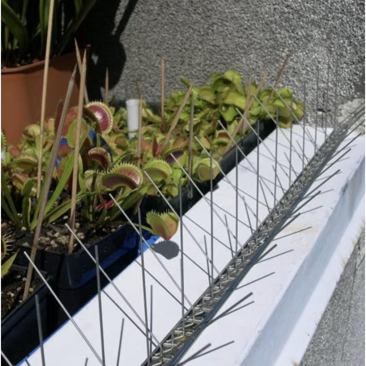 Banda tepi inox, 10 metri, anti pasari, porumbei, vrabii pentru ...