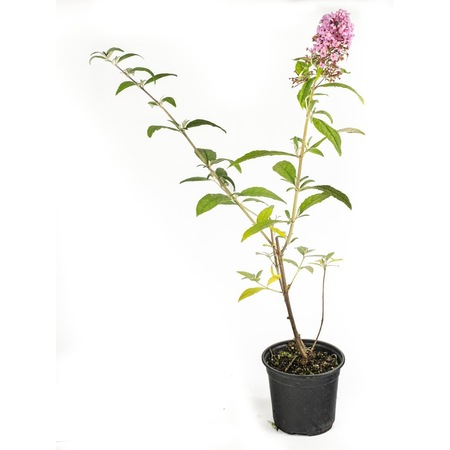 Liliac de vara la ghiveci - culoare alba 30-40 cm - eMAG.ro