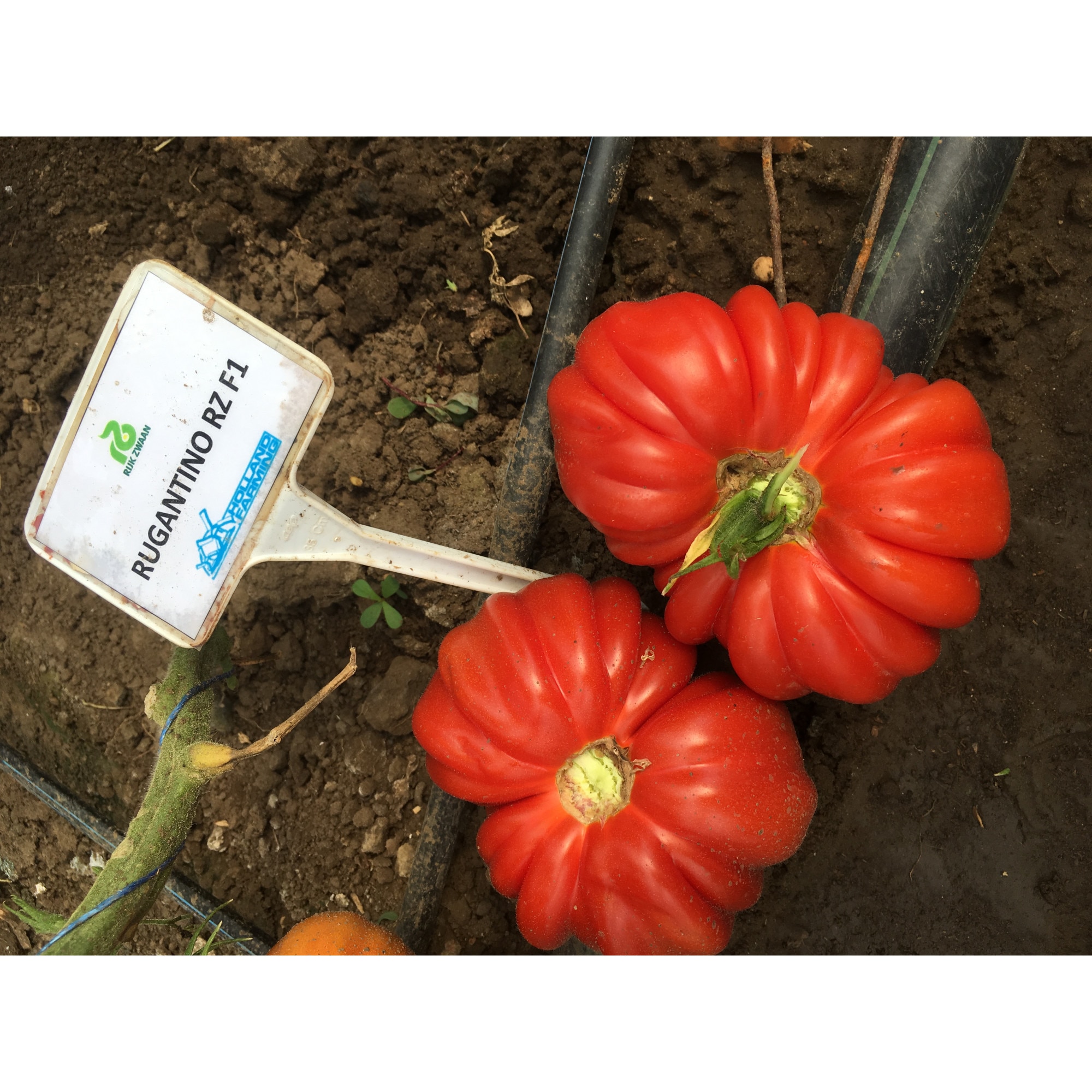 Seminte profesionale tomate inima de bou RUGANTINO RZ F1, plic cu 1.000 ...