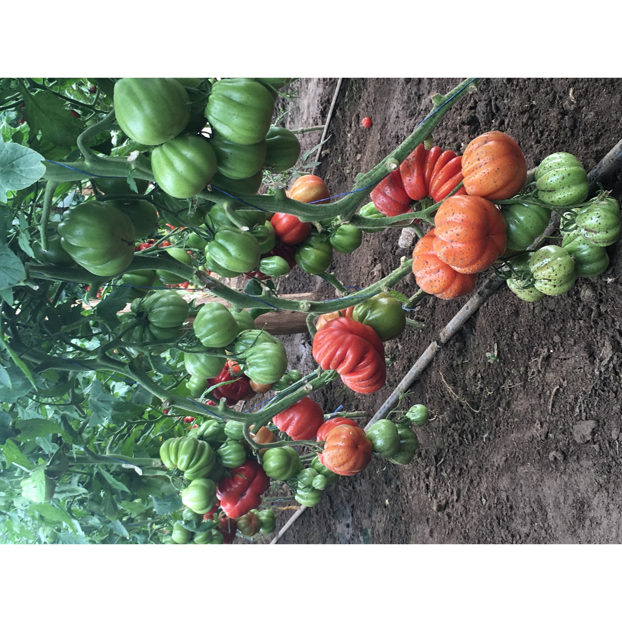 Seminte profesionale tomate inima de bou RUGANTINO RZ F1, plic cu 1.000 ...