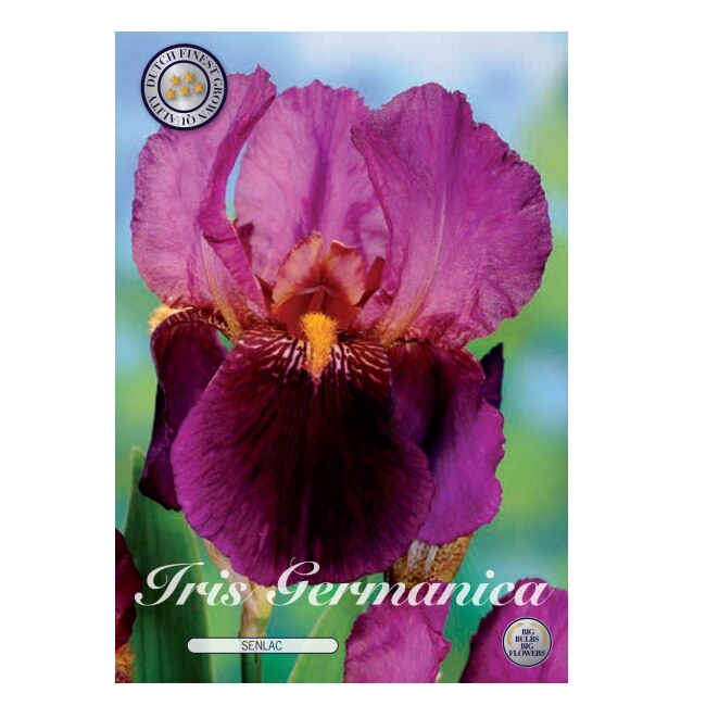 Bulb Iris Germanica Senlac - eMAG.ro