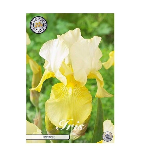 Bulb Iris Germanica Pinnacle - eMAG.ro