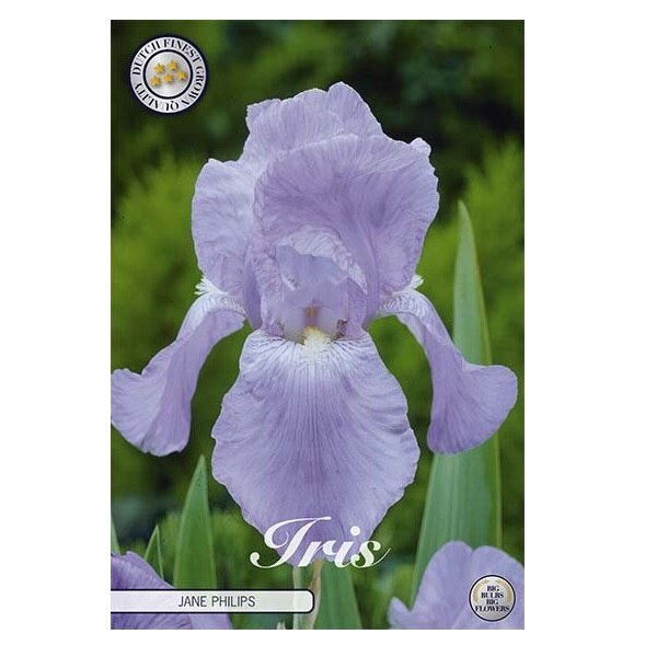 Bulb Iris Germanica Jane Philips - eMAG.ro