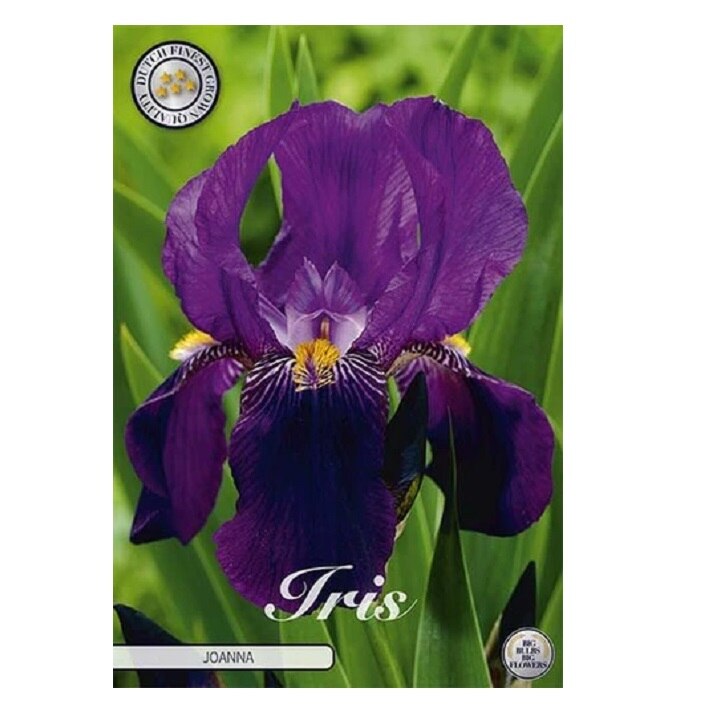 Bulb Iris Germanica Joanna - eMAG.ro