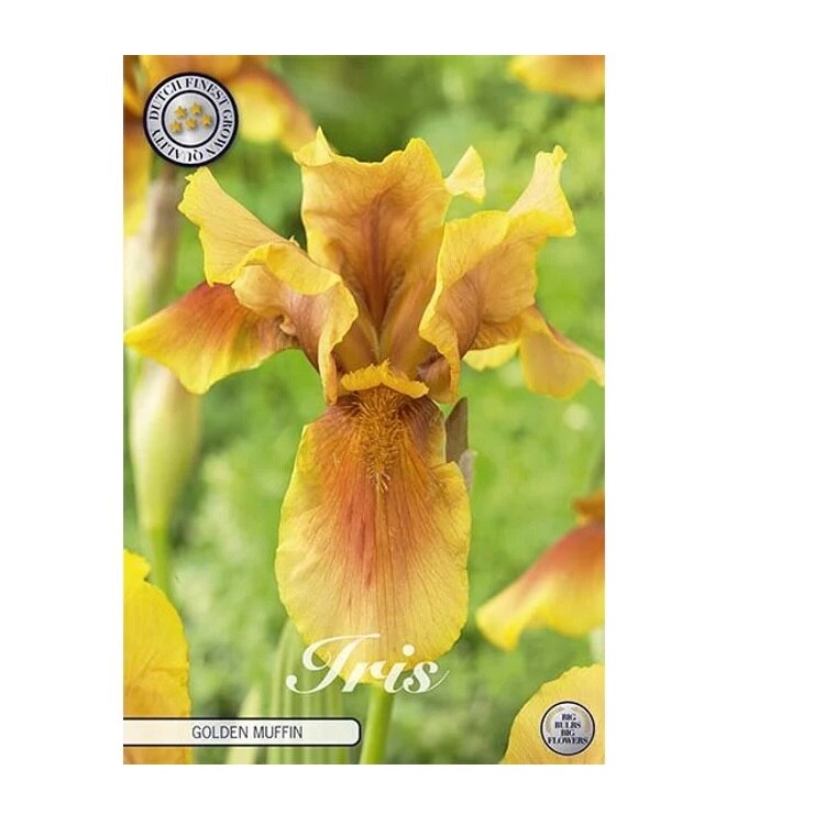 Bulb Iris Germanica Golden Muffin - eMAG.ro