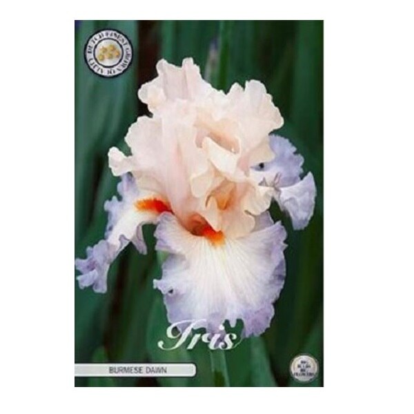 Bulb Iris Germanica Burmese Dawn - eMAG.ro
