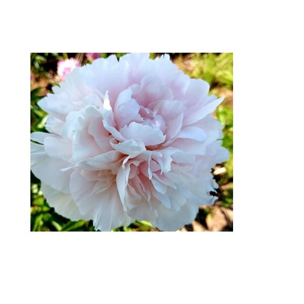 Bulb Bujor Paeonia Solange - eMAG.ro