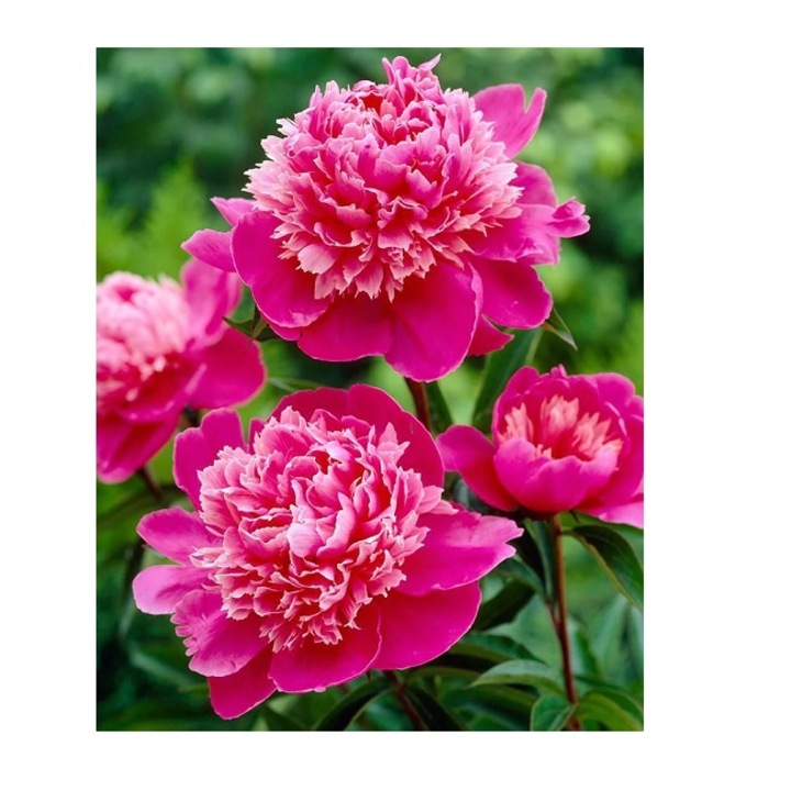 Bulb Bujor Paeonia Madame Emile Debatene - eMAG.ro
