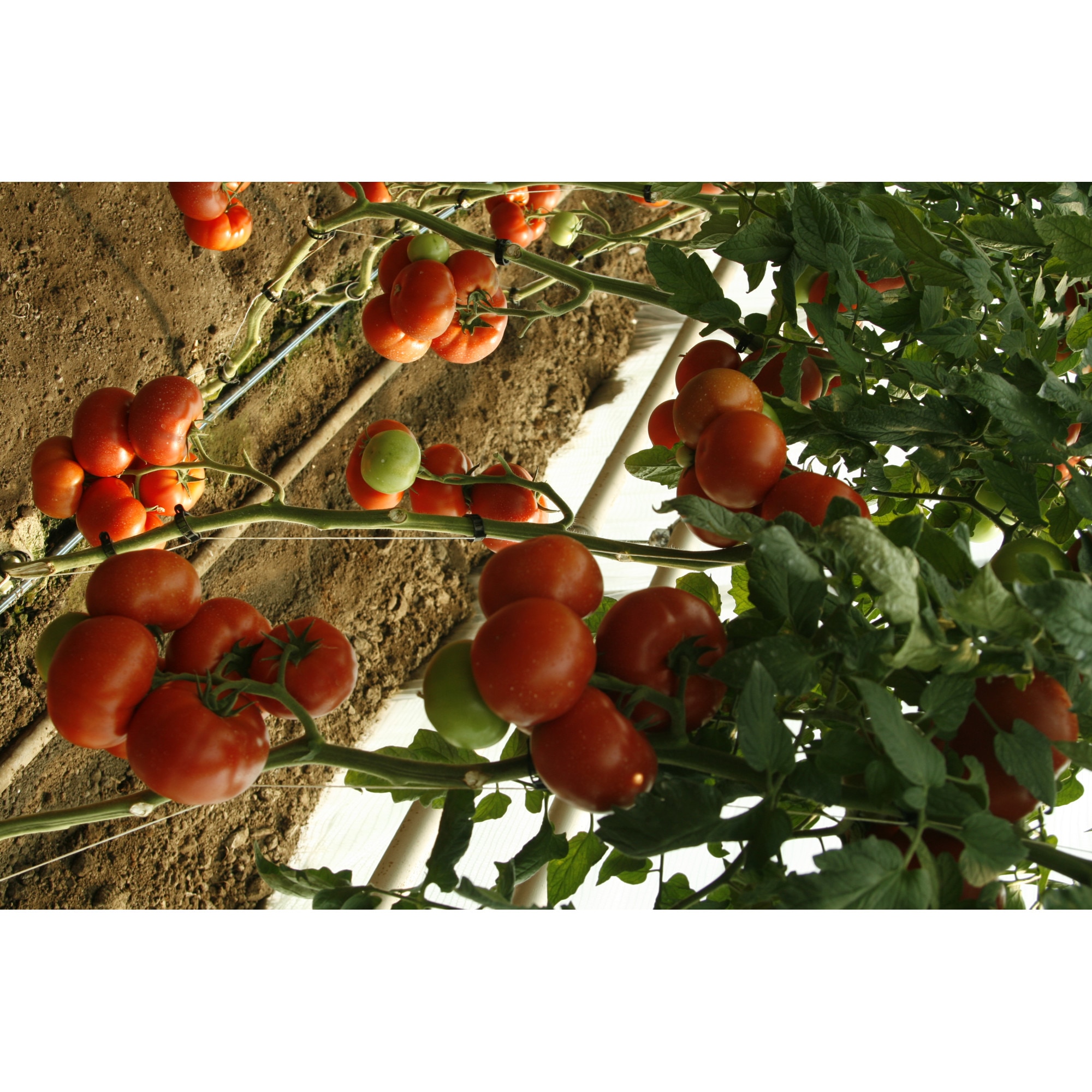 Seminte profesionale tomate UMAGNA RZ F1, plic cu 100 bucati - eMAG.ro